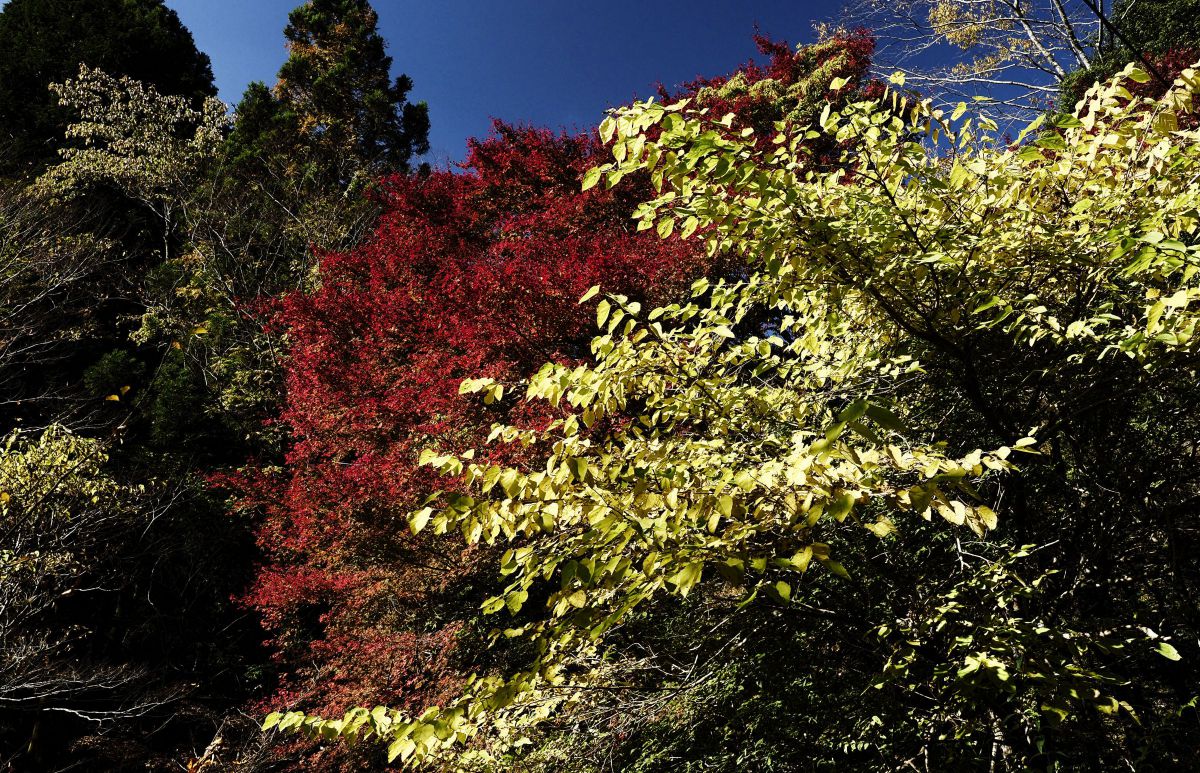 colors of autumn leaves part-4 | GANREF