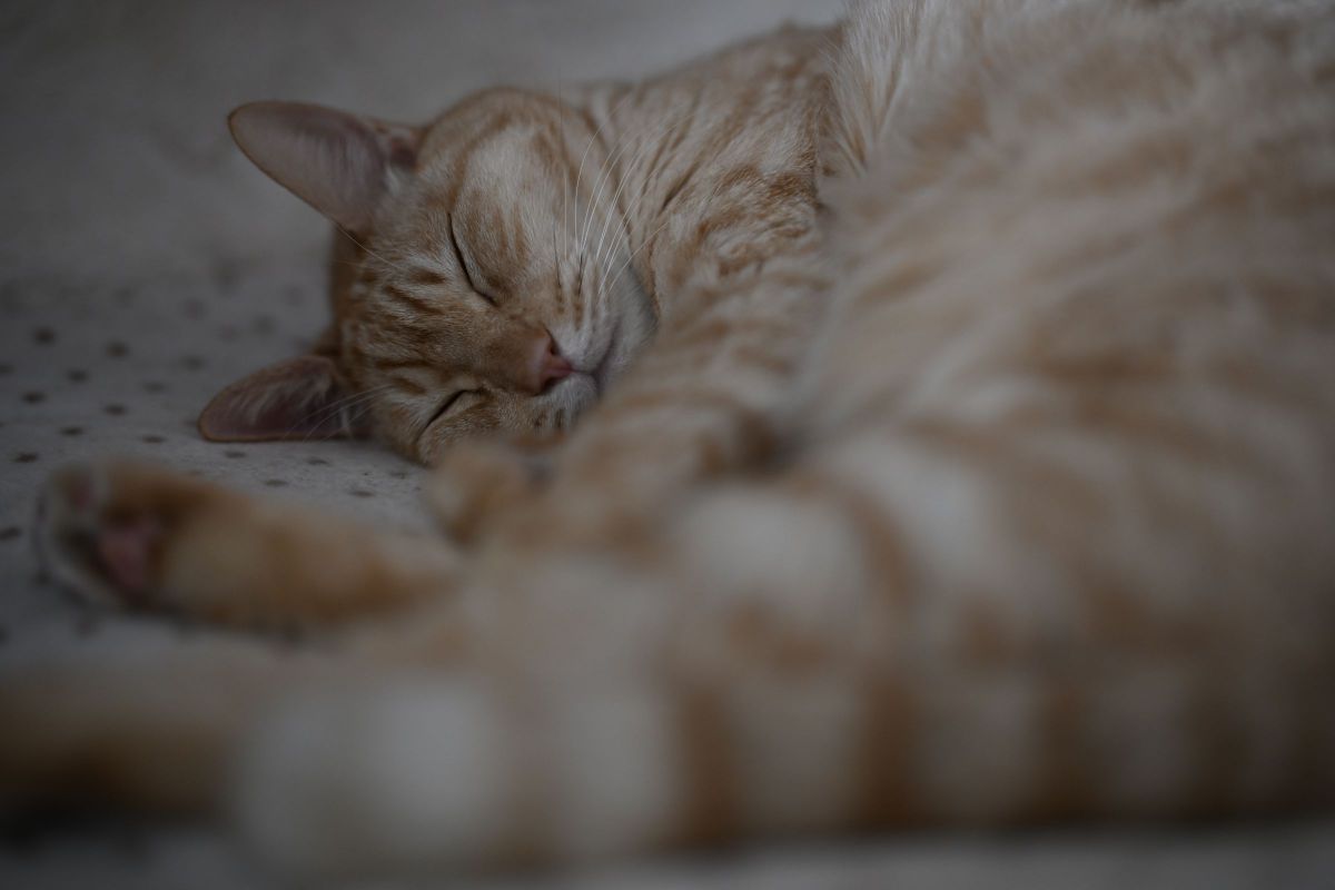 sleeping soundly | GANREF