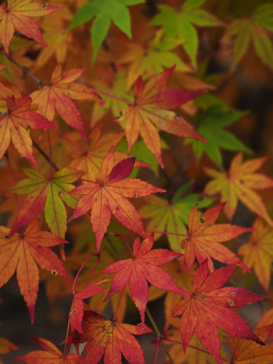 colors of autumn leaves part-2 | GANREF