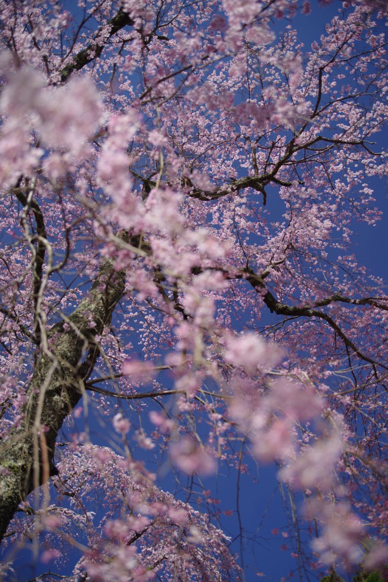 a moment of a weeping cherry | GANREF