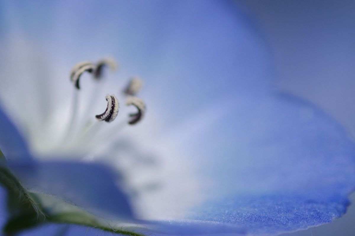 a moment of baby blue eyes | GANREF