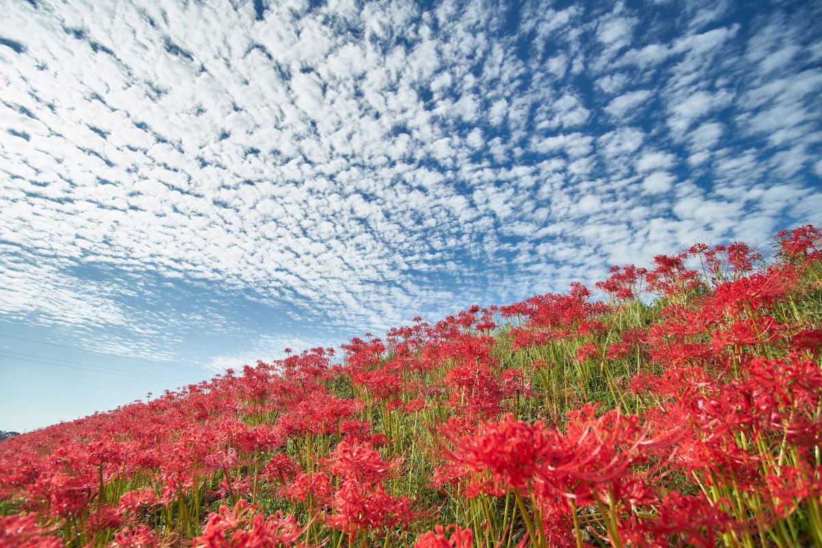 彼岸花と秋の空 | GANREF