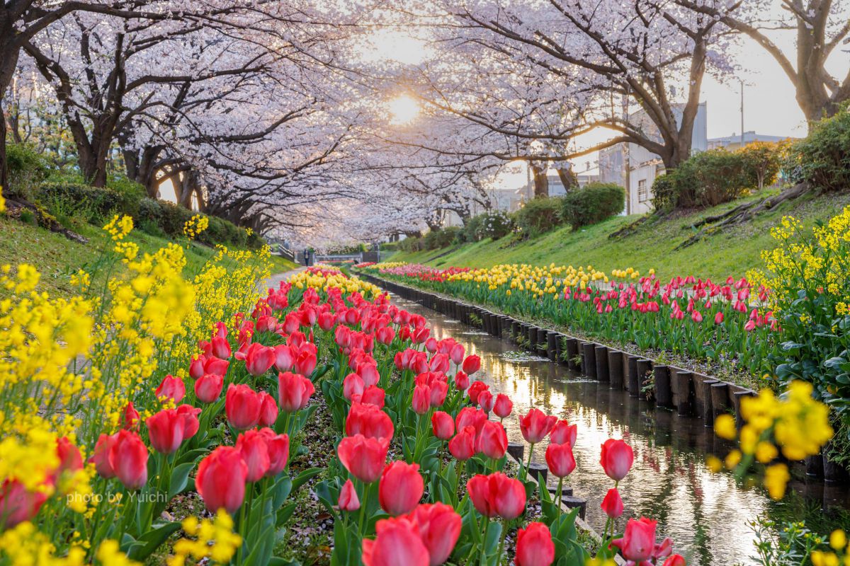 EOS_R5_202304010091.jpg | GANREF