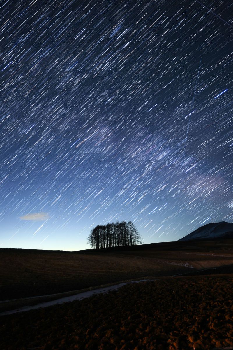 嬬恋カラマツ | GANREF