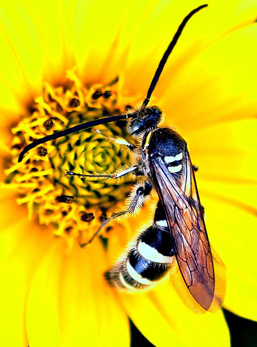 MICRO WORLD | GANREF