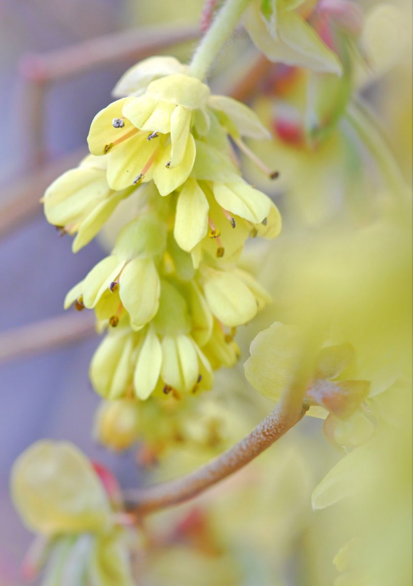 Spring Symphony 春のシンフォニー | GANREF