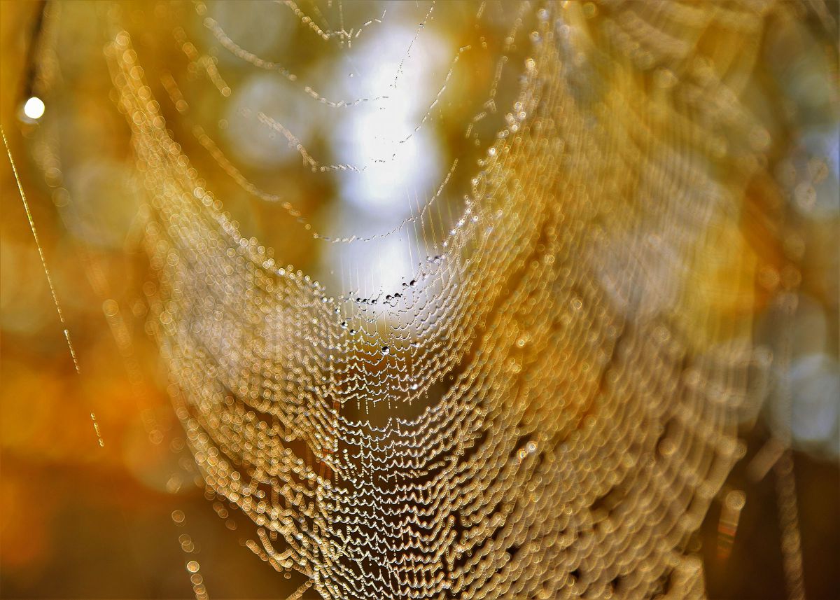 Spider web is creative éfinity | GANREF