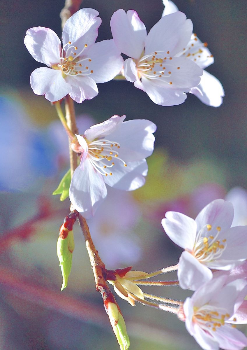 スタート start | GANREF