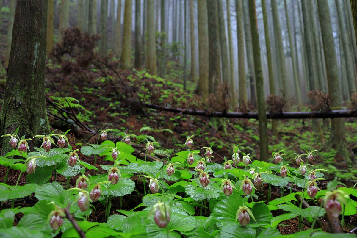 森の美人たち | GANREF