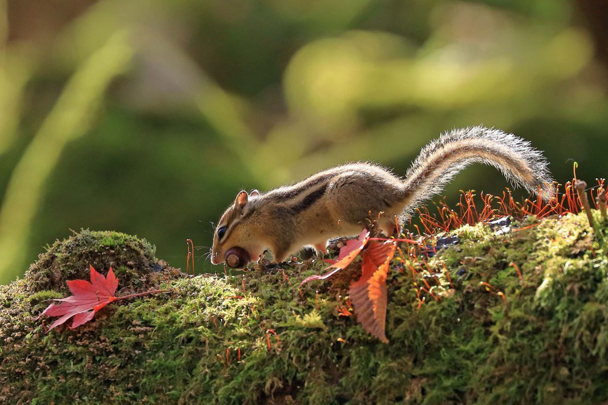 大好物GET!! | GANREF