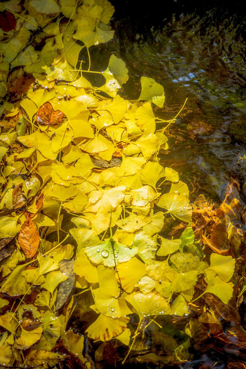 Leaves in Water | GANREF