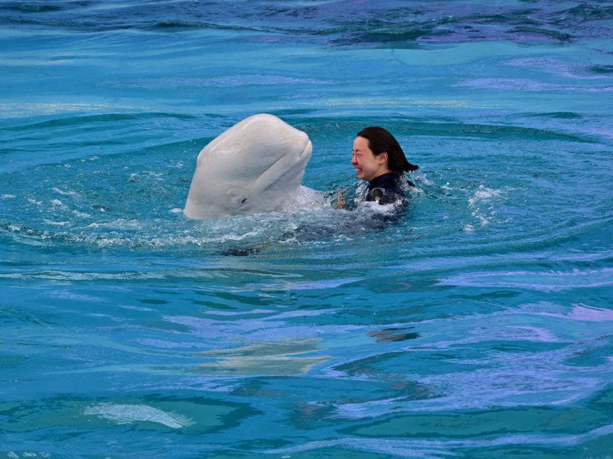 Shall we dance? | GANREF