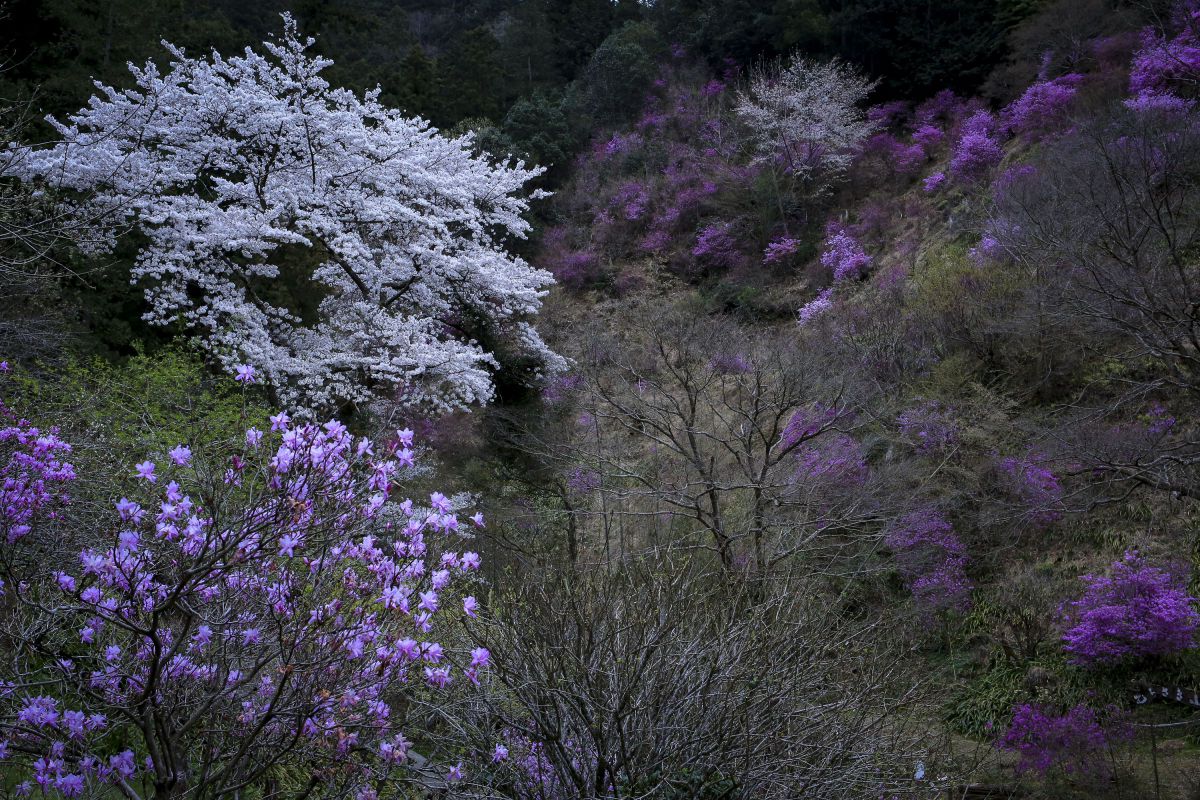 山峡の園 | GANREF