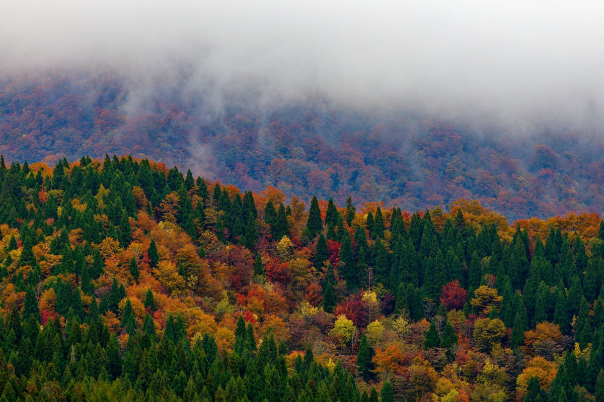 Vivid forest trees | GANREF