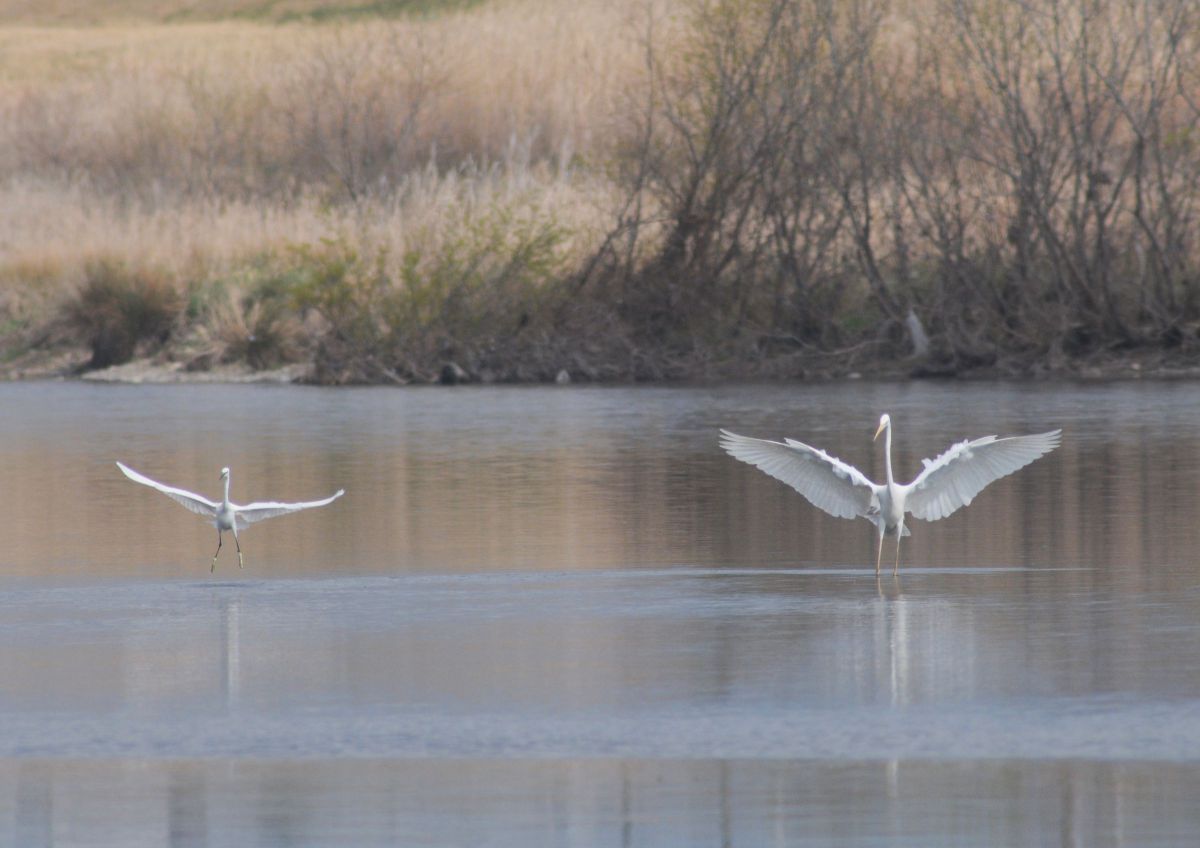 Shall we dance? | GANREF