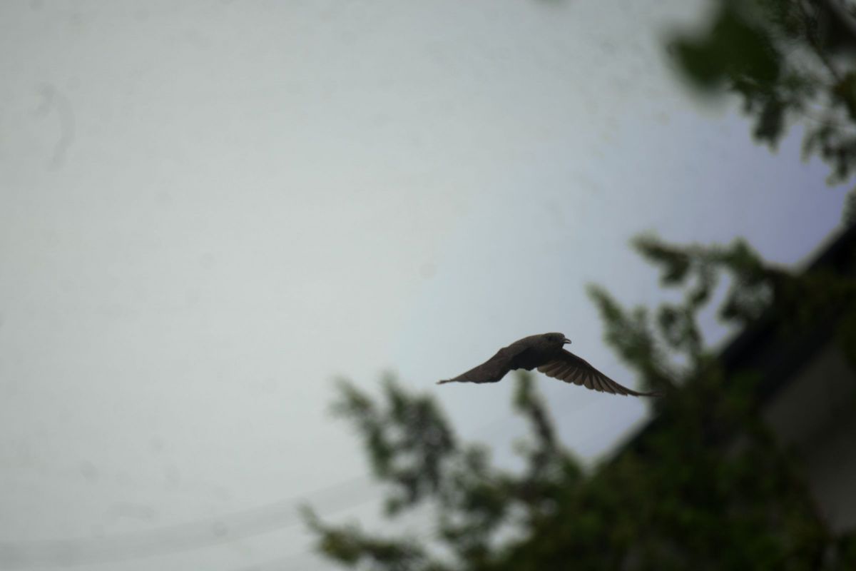 BlackBard ON Roof | GANREF