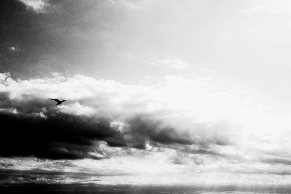 Free bird high contrast.ver | GANREF