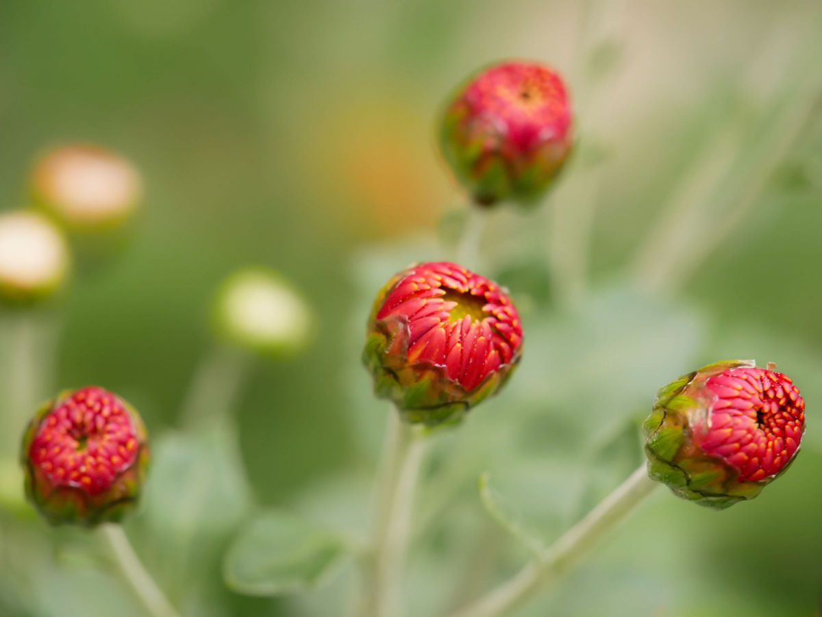 ビギナーさんのNEWレンズで撮影会 | GANREF