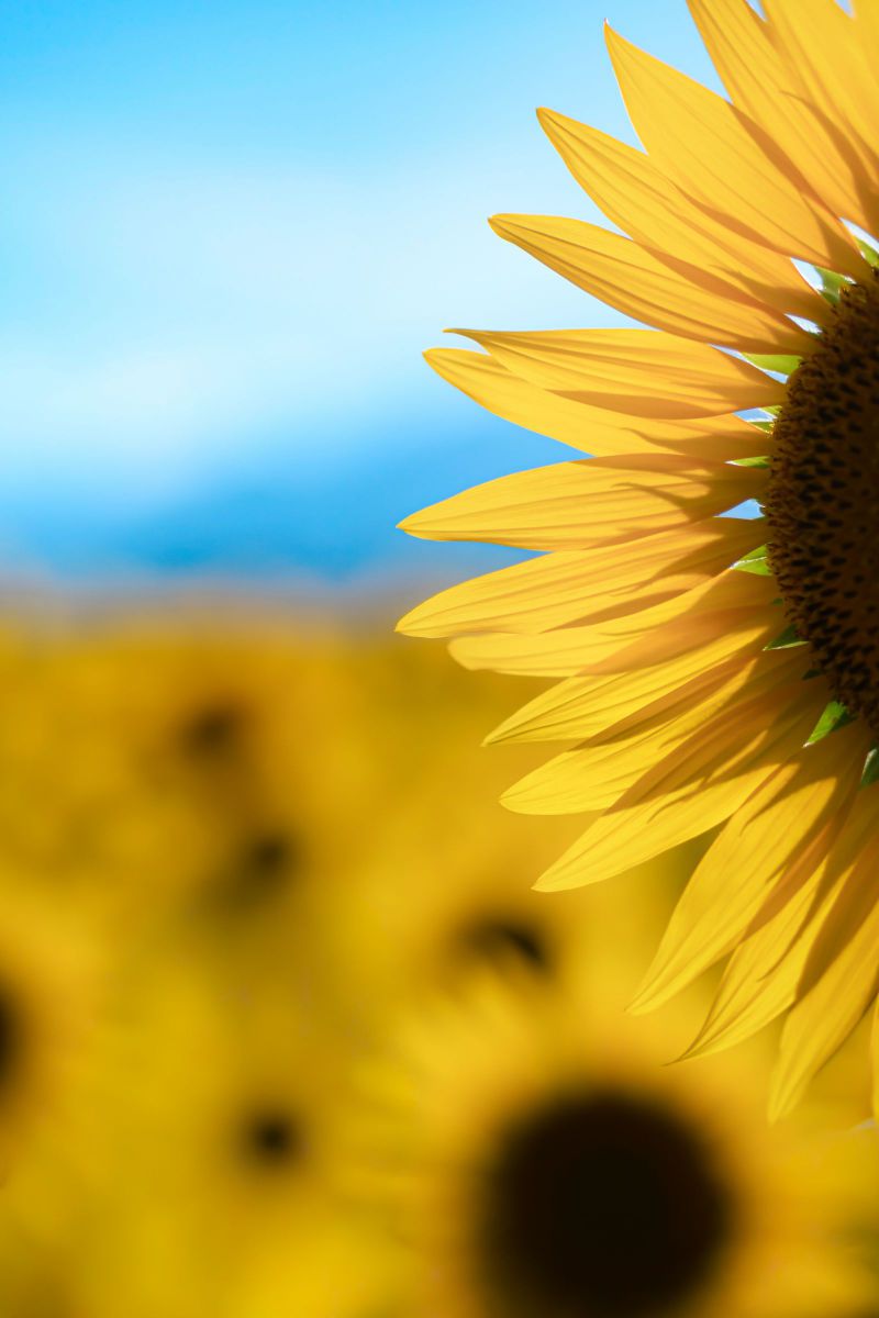 fresh☆7月の夏色 | GANREF