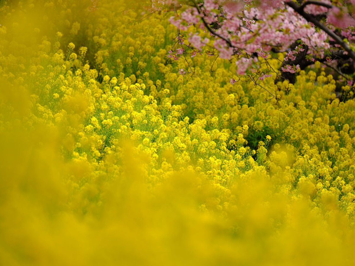 松田山の菜の花 2 | GANREF