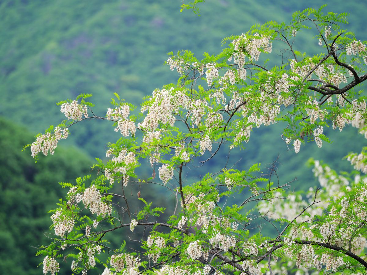 似てもないのに偽者呼ばわり？ | GANREF