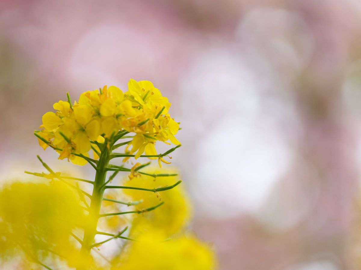 松田山の菜の花 | GANREF