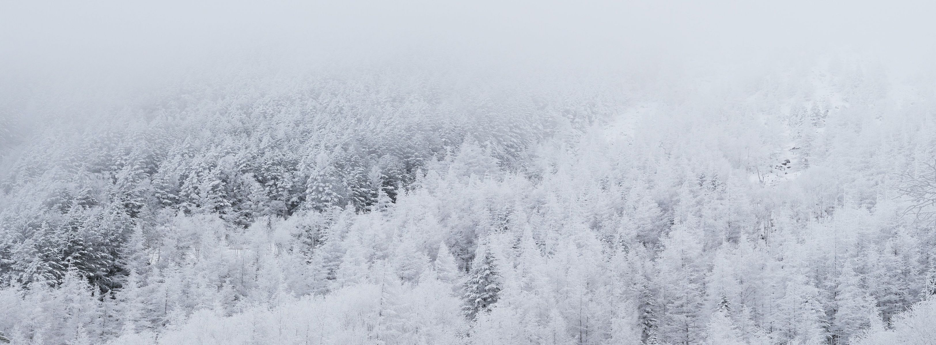 White Forest | GANREF