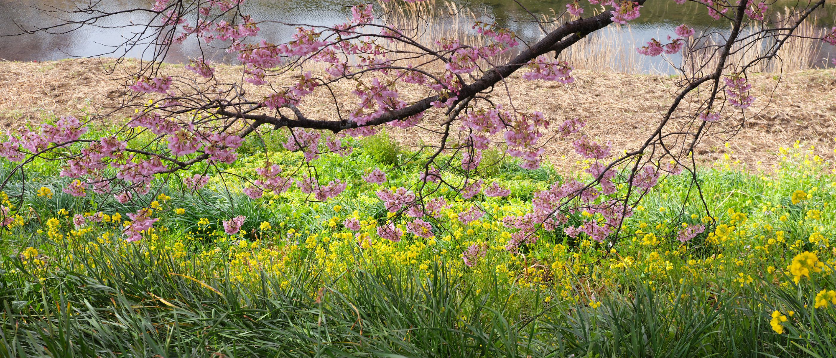 下加茂の河津桜 07 | GANREF