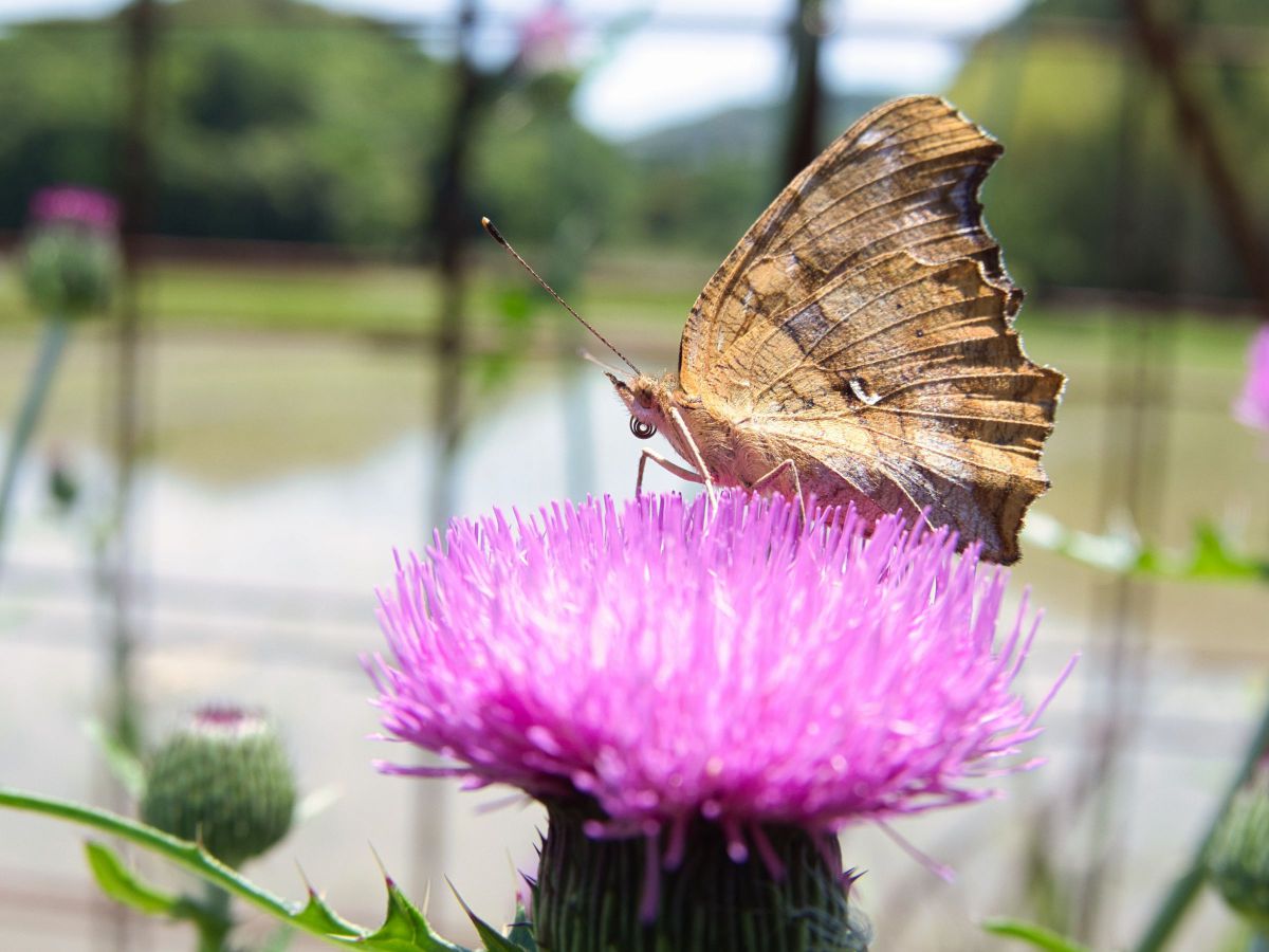 くるくる〜 | GANREF
