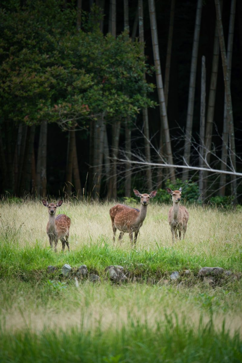 ご家族でしょうか | GANREF