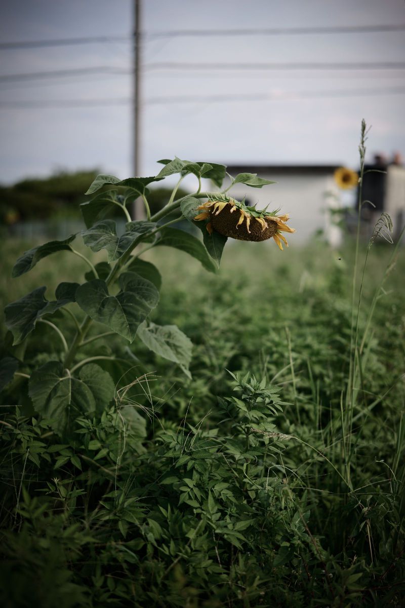 もう無理っす〜 | GANREF