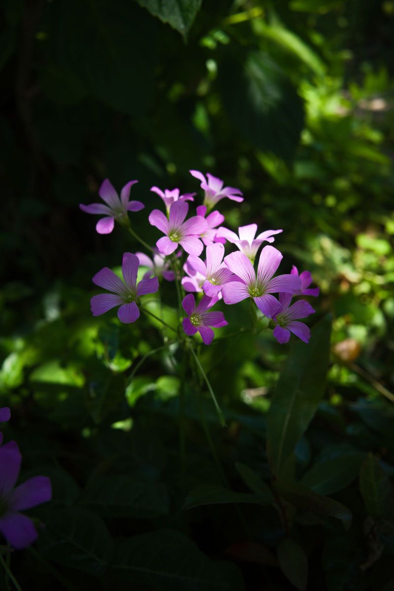 ムラサキカタバミ | GANREF