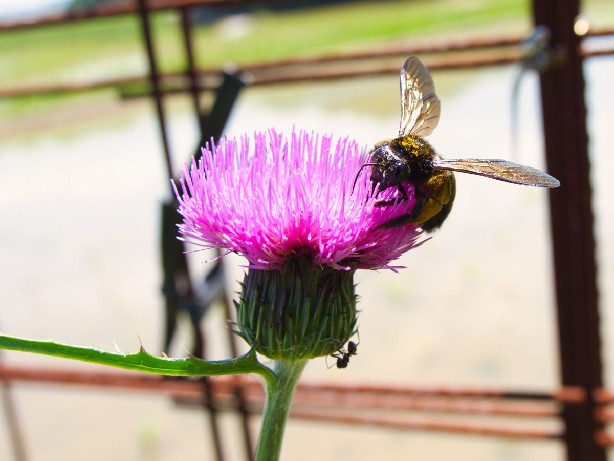かぶりつく | GANREF