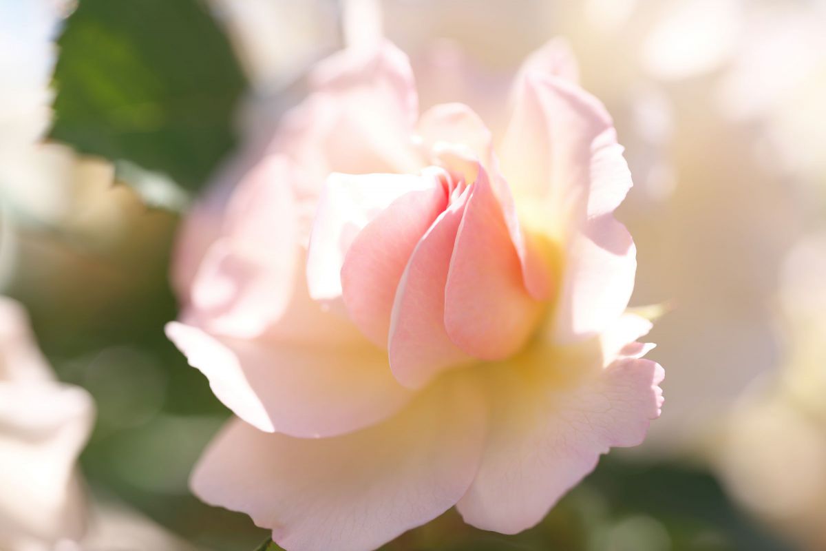 Piece Peach Rose | GANREF