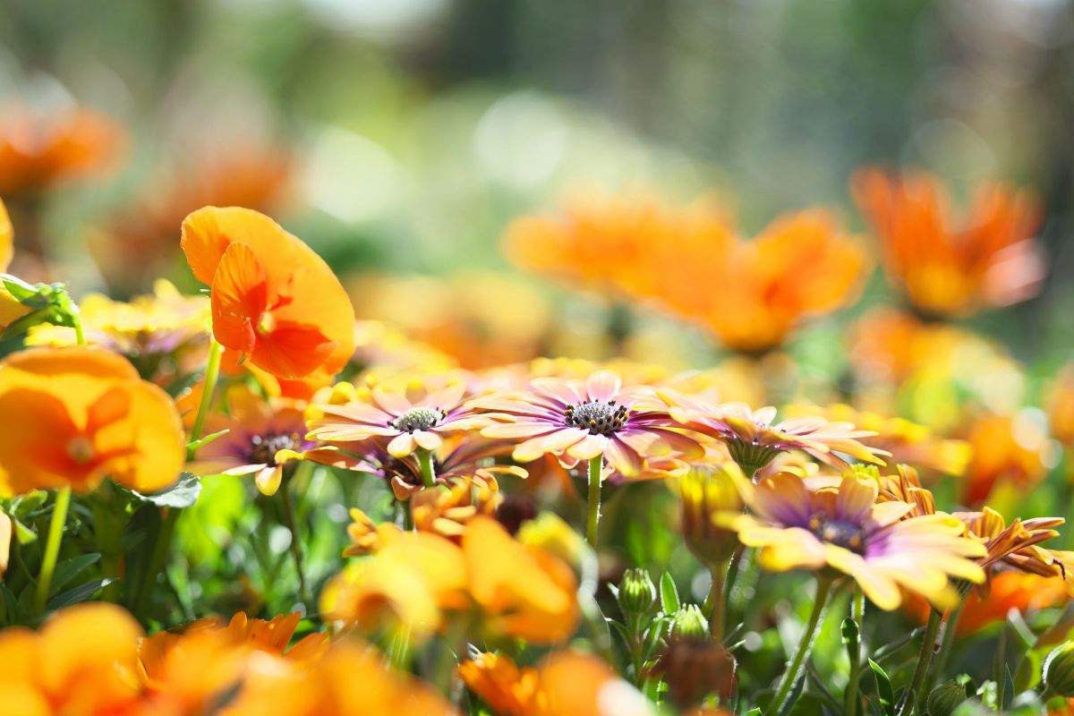 Sunny, Daisy, Pansy | GANREF