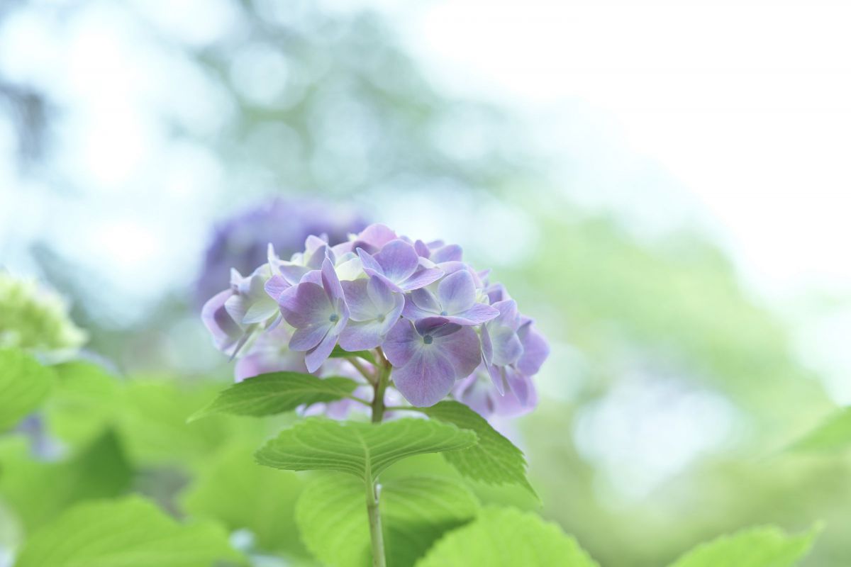 frail dream | GANREF