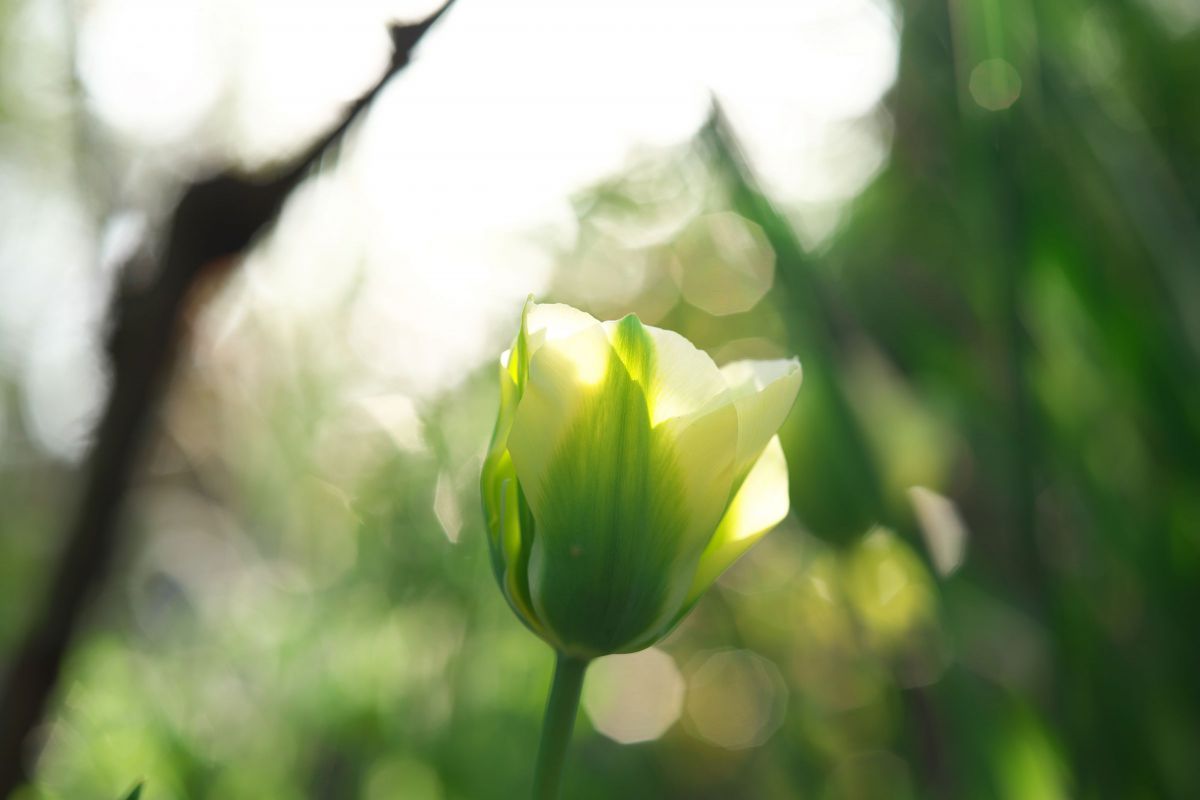 Spring Green | GANREF