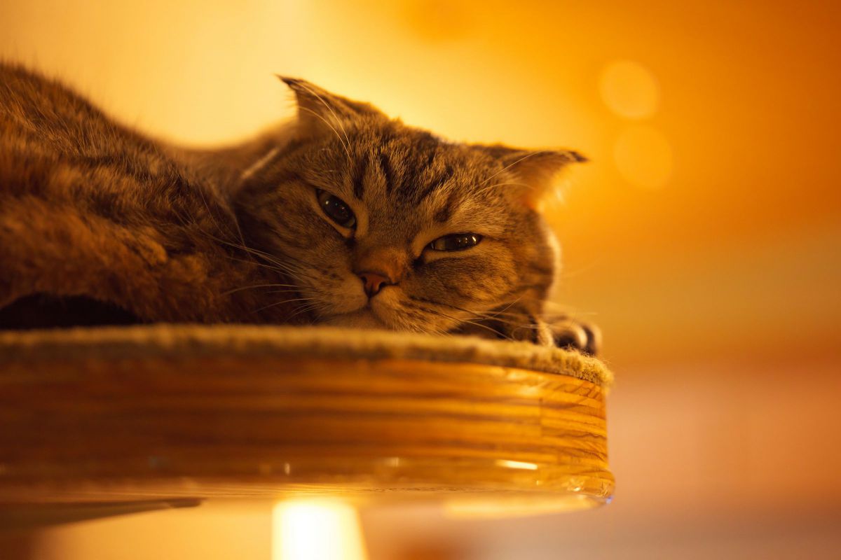 おしゃれラウンジ風の猫カフェでMF撮影。腕が試されますね・・・ | GANREF