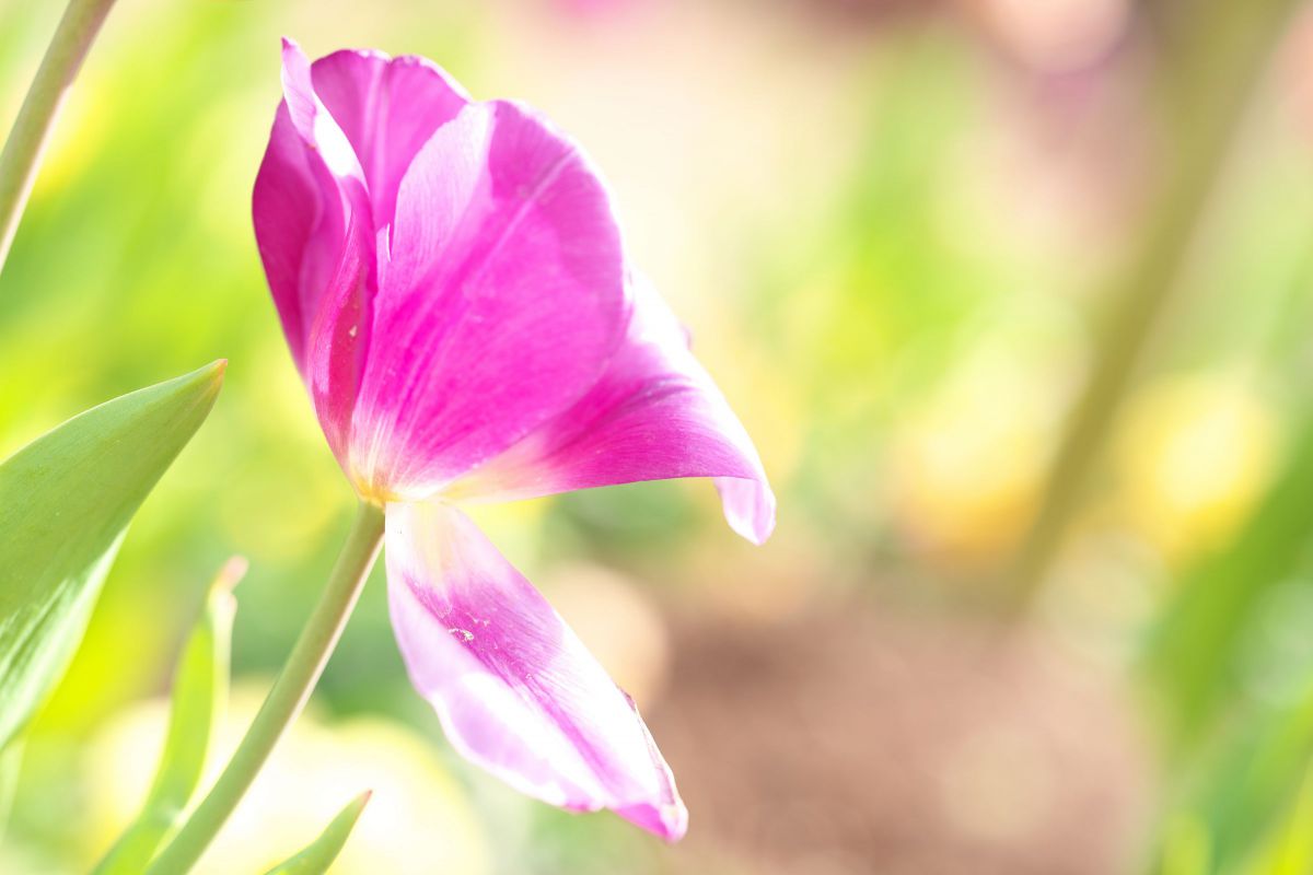 Eternal Spread | GANREF