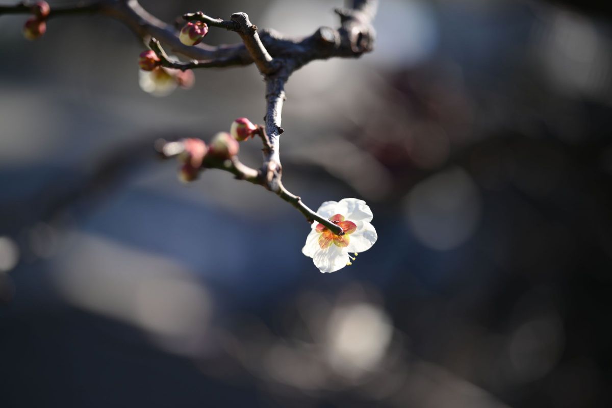 枝先一輪 | GANREF