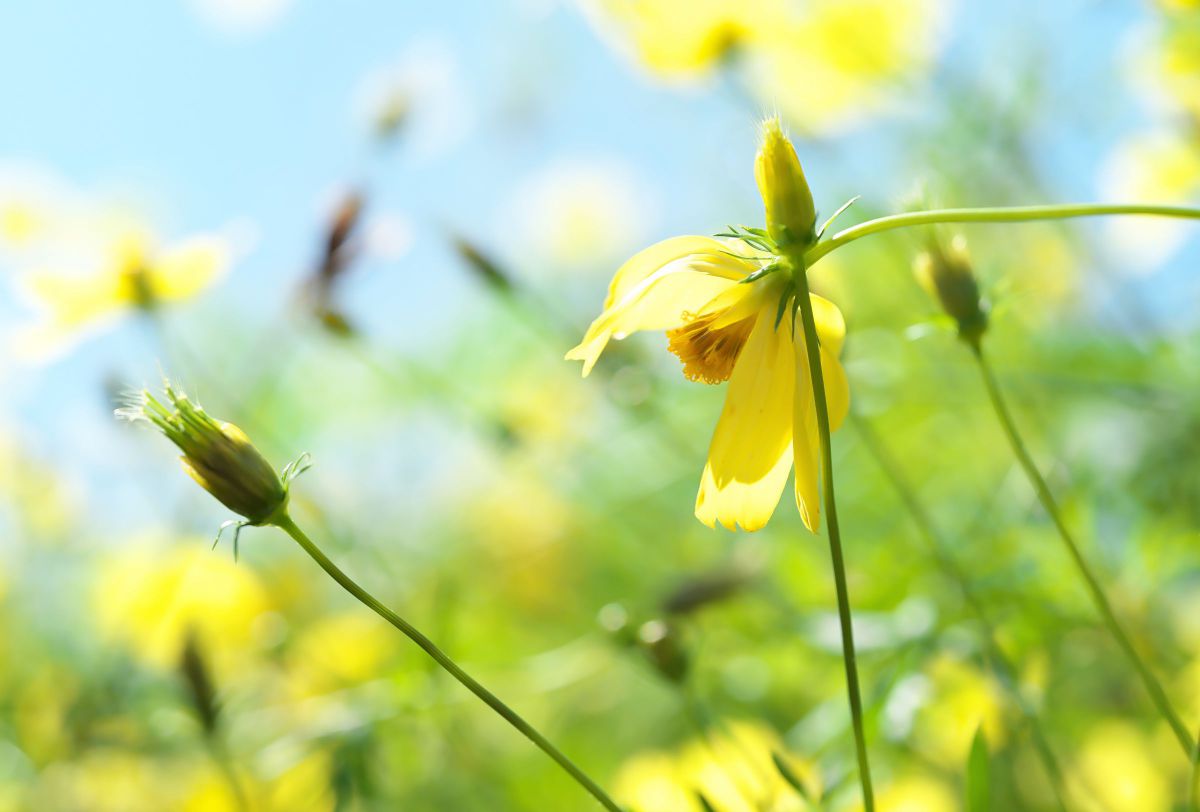 Lemon Bright | GANREF