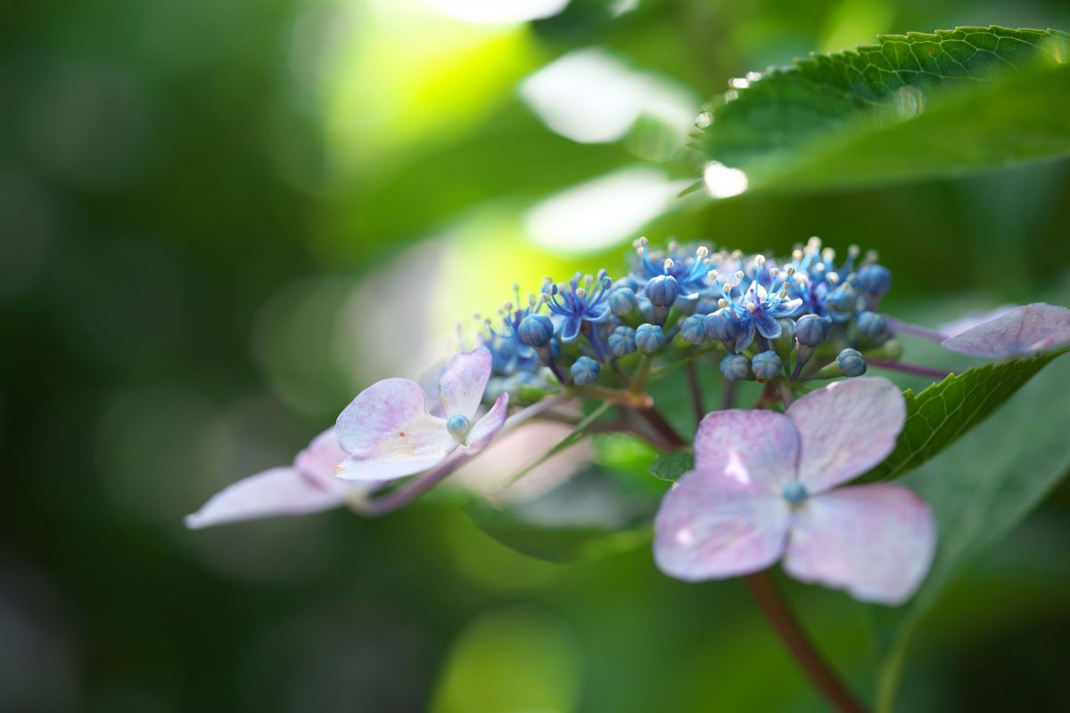 Blue Gemini | GANREF