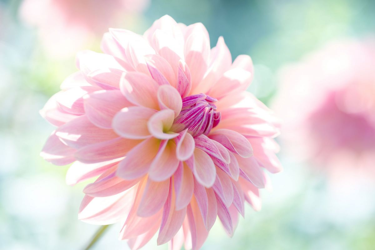 Sweet Light Blue | GANREF