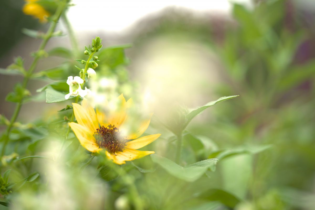 Cloudy Sunshine | GANREF