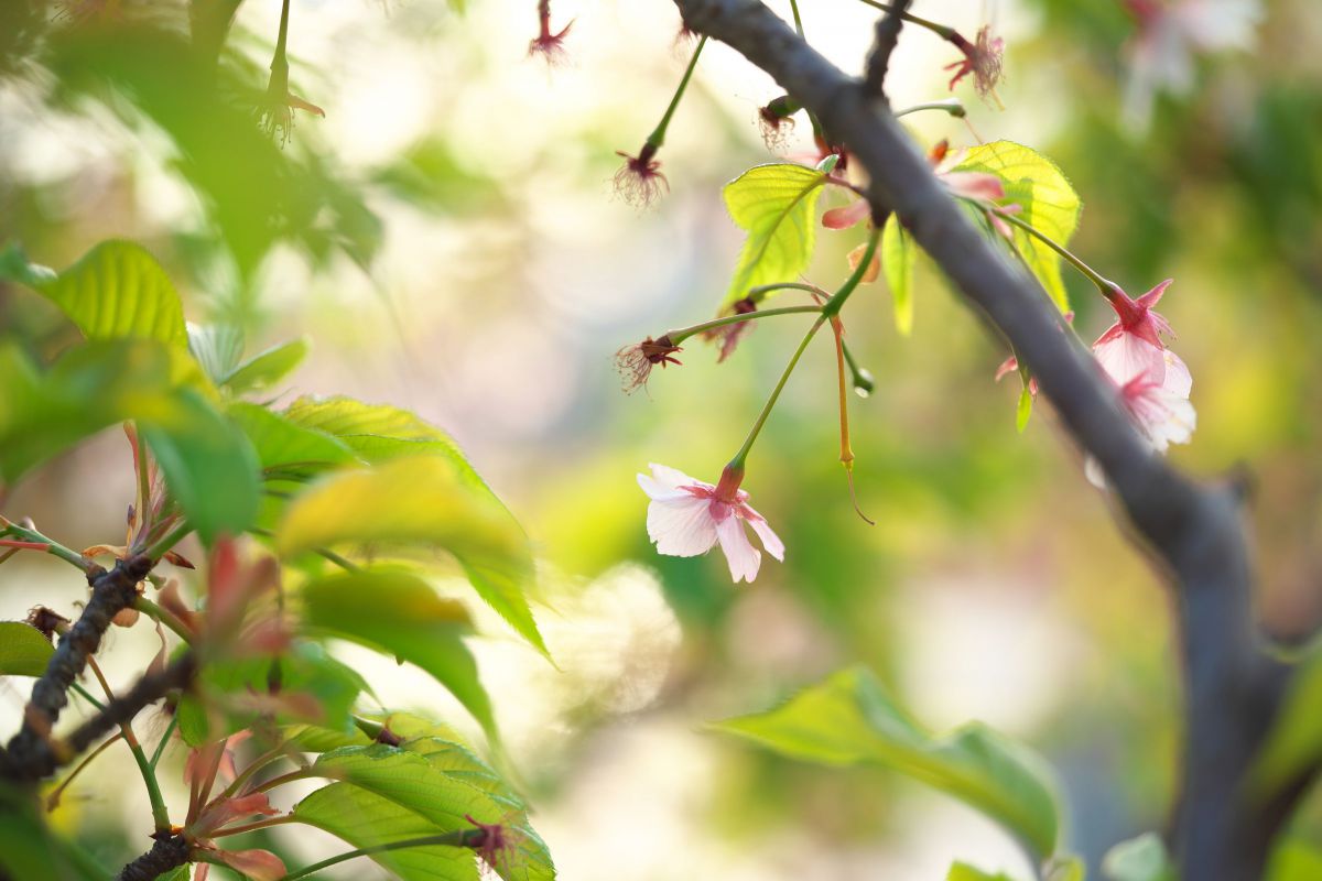 散りゆく仲間 | GANREF