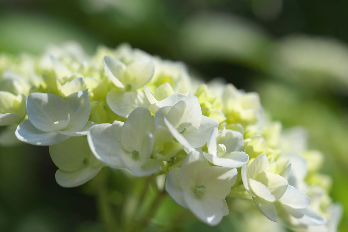 Hydrangea | GANREF