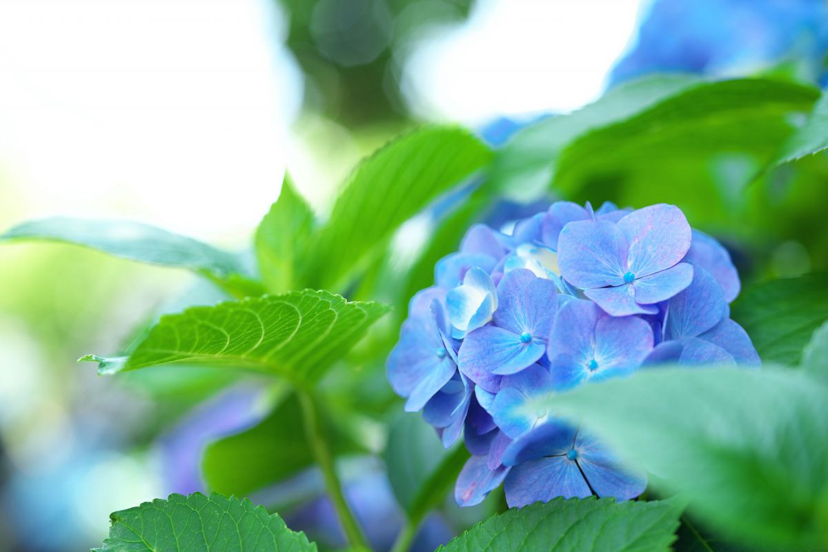 début de l’été | GANREF