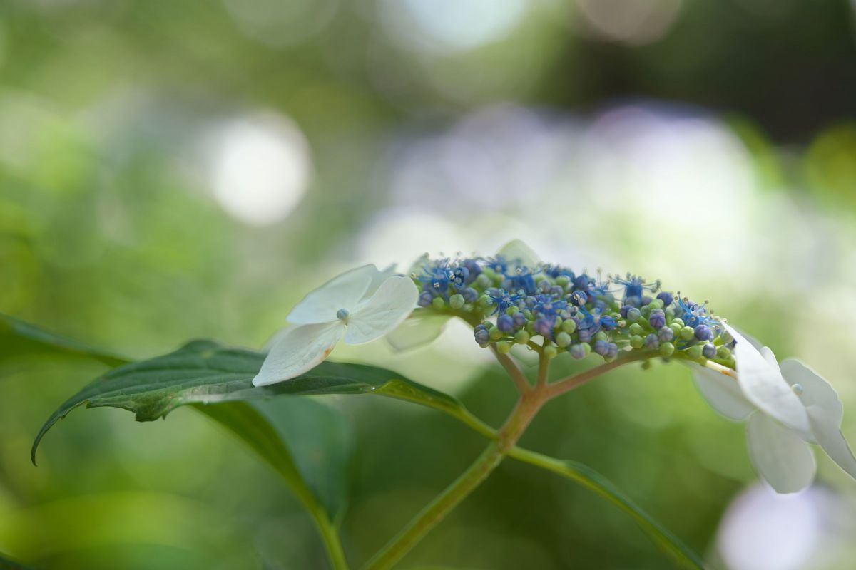 Over the frail dream | GANREF