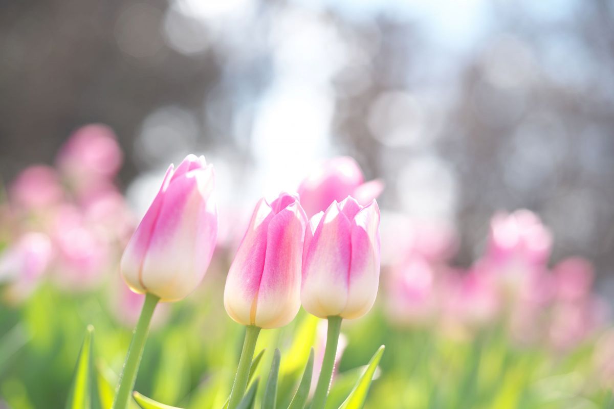 sunny winter | GANREF