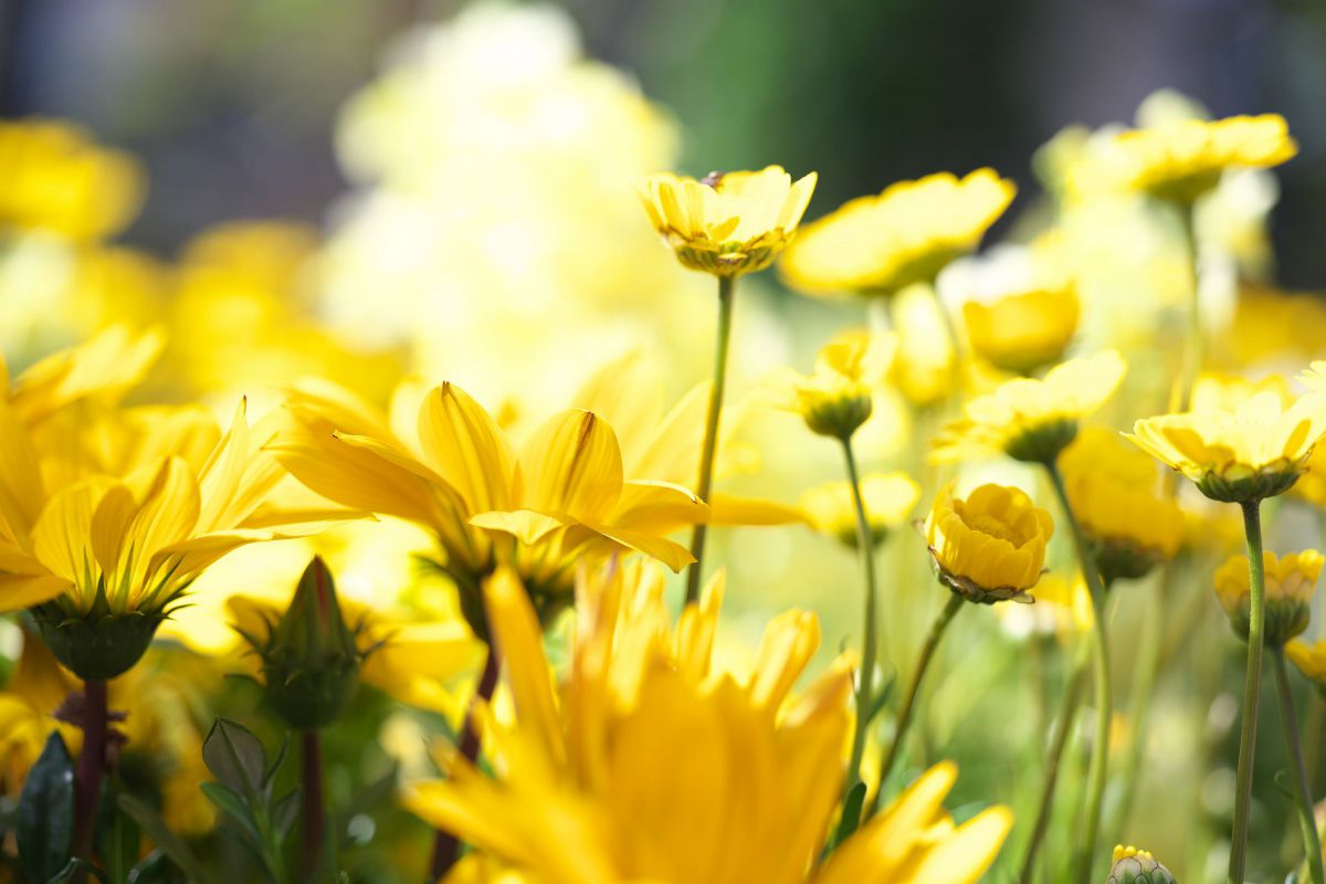 Sunny Yellow | GANREF